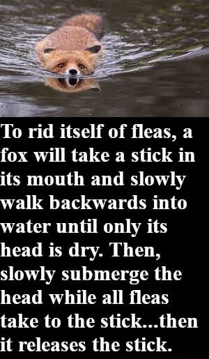 To rid itself of fleas, a fox will take a stick in its mouth and slowly ...