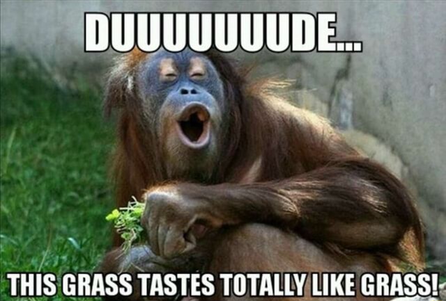 THIS GRASS TASTES TOTALLY LIKE GRASS! - iFunny