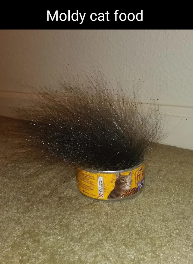 Moldy cat food - iFunny
