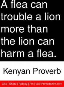 A flea can trouble a lion more than the lion can harm a flea. Kenyan ...