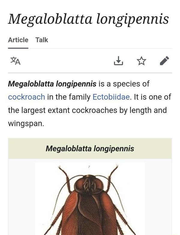 Article Talk Megaloblatta longipennis sw Megaloblatta longipennis is a ...
