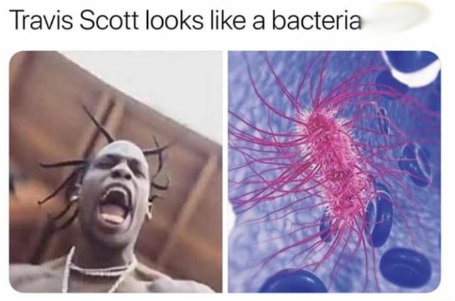 Travis Scott looks like a bacteria - iFunny Travis Scott looks like a bacteria - iFunny