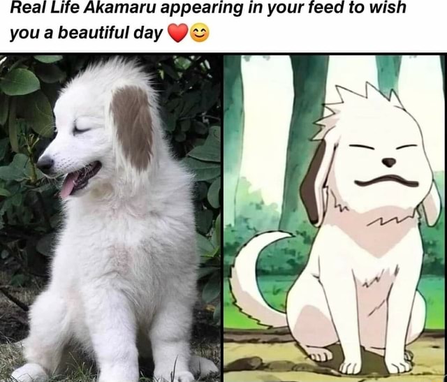 Real Life Akamaru appearing in your feed to wish you a beautiful day ...