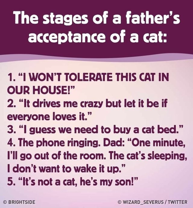 The stages of a father's acceptance of a cat: 1. WON'T TOLERATE THIS ...