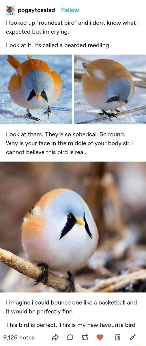 Pogaytosalad I looked up "roundest bird" and i dont know what i ...