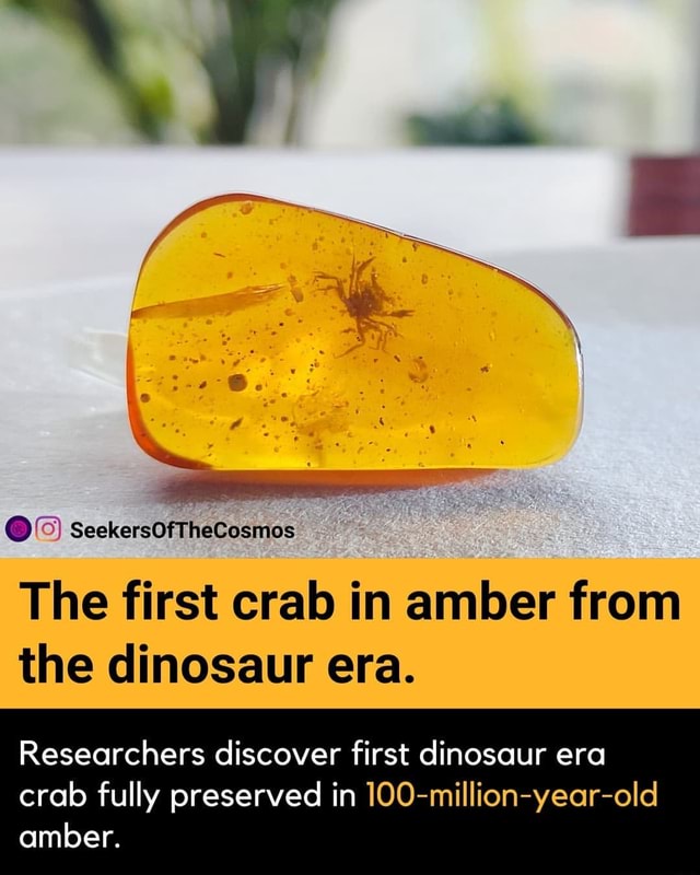 SeekersOffheCosmos The first crab in amber from the dinosaur era ...
