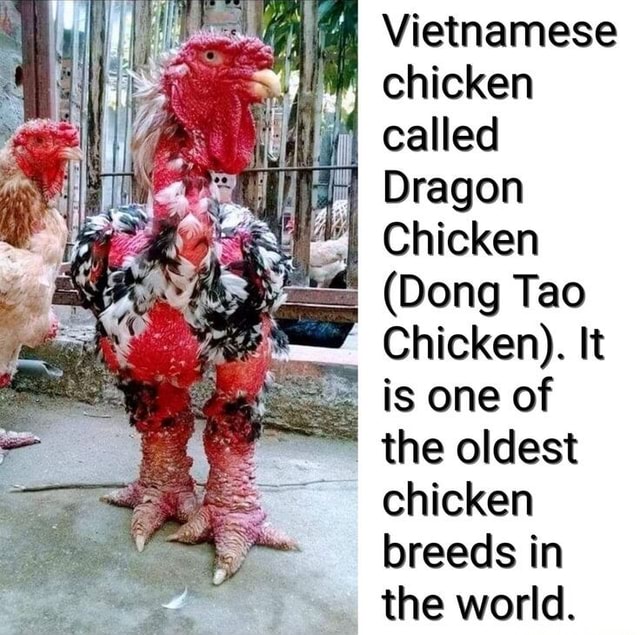 Vietnamese chicken called I Dragon Chicken (Dong Tao Chicken). It is ...