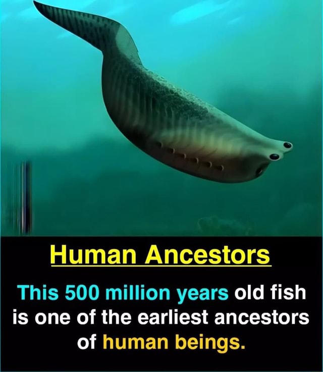 Human Ancestors This 500 million years old fish is one of the earliest ...