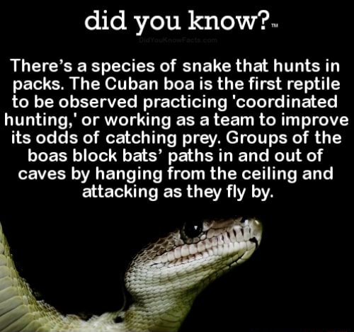 You There's a species of snake that hunts in packs. The Cuban boa is ...