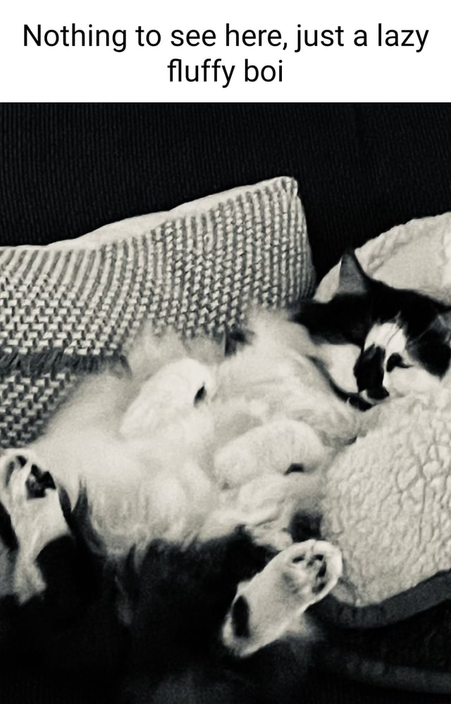 Nothing to see here, just a lazy fluffy boi - iFunny