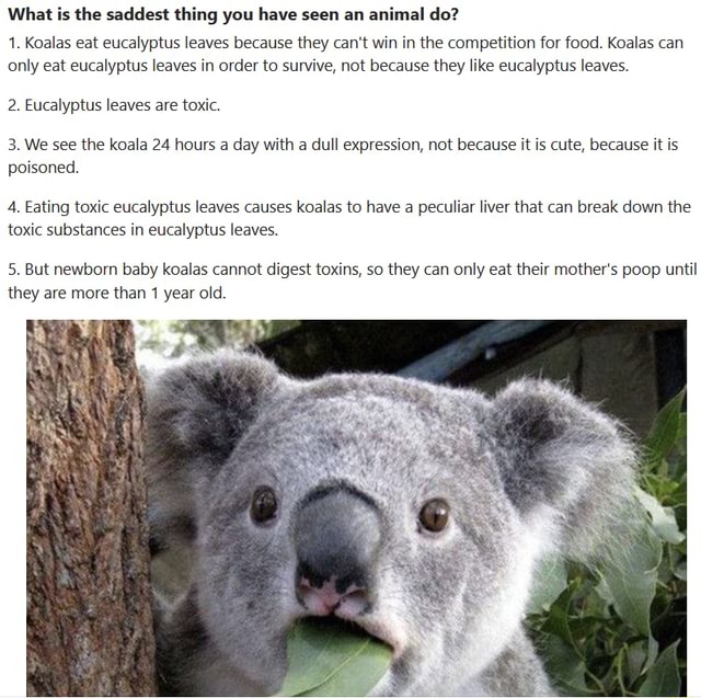 Tragically amusing lore of the koalas - What is the saddest thing you ...