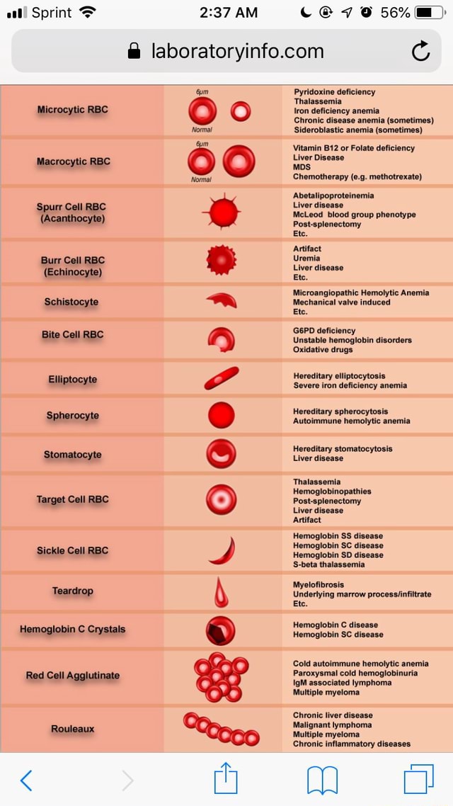 Sharing my click hole. -warning- blood. - Sprint Microcytic RBC ...