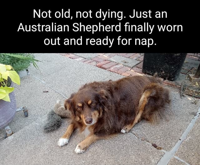Not old, not dying. Just an Australian Shepherd finally worn out and ...