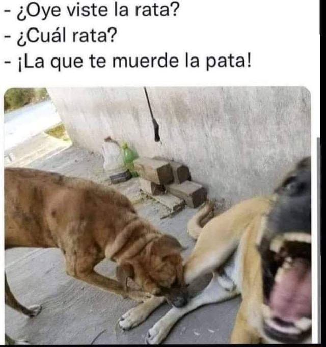 - viste la rata? - rata? - que te muerde la pata! - iFunny