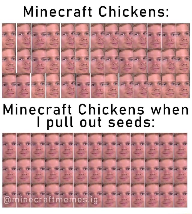 Minecraft Chickens: Minecraft Chickens when I pull out seeds: - iFunny