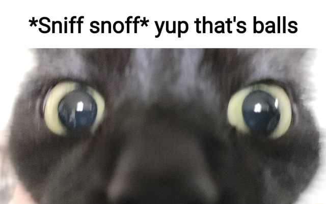 *Sniff snoff* yup that's balls - iFunny