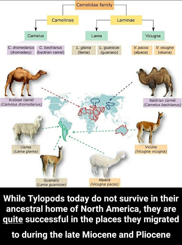 Camelinae _ Laminae Camelus Lama Vicugna Cidromedarius C) bactrianus ...