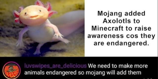 Mojang added Axolotls to Minecraft to raise awareness cos they are ...