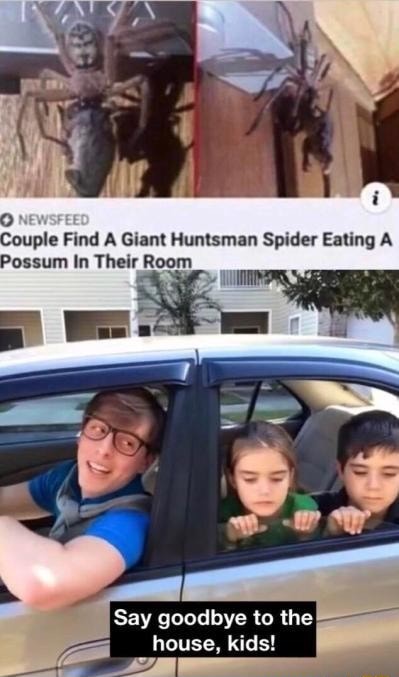 Ouple Find A Giant Huntsman Spider Eating A Possum In Their Room - iFunny