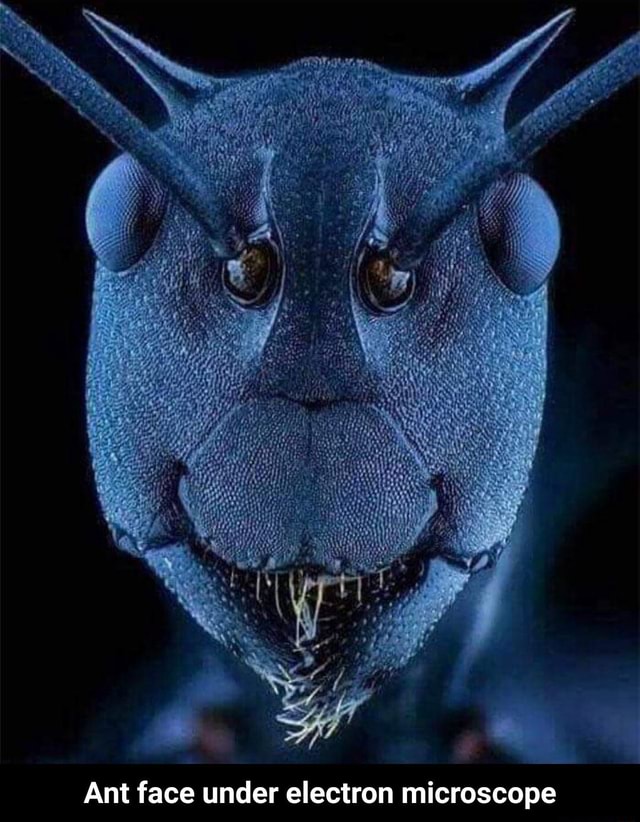 Ant face under electron microscope - Ant face under electron microscope ...