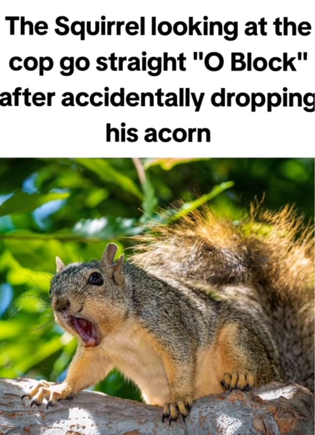 The Squirrel looking at the cop go straight "O Block" after ...