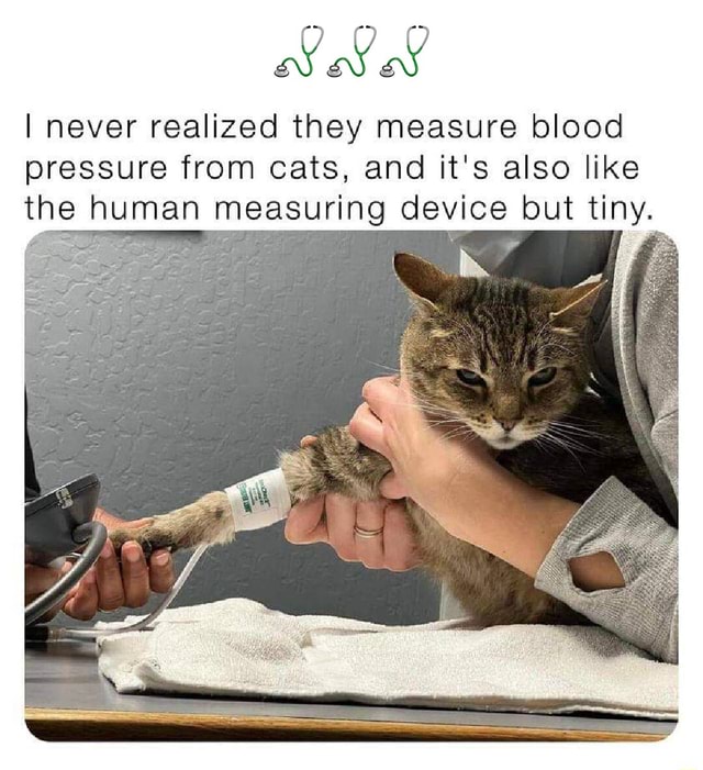 I never realized they measure blood pressure from cats, and it's also ...