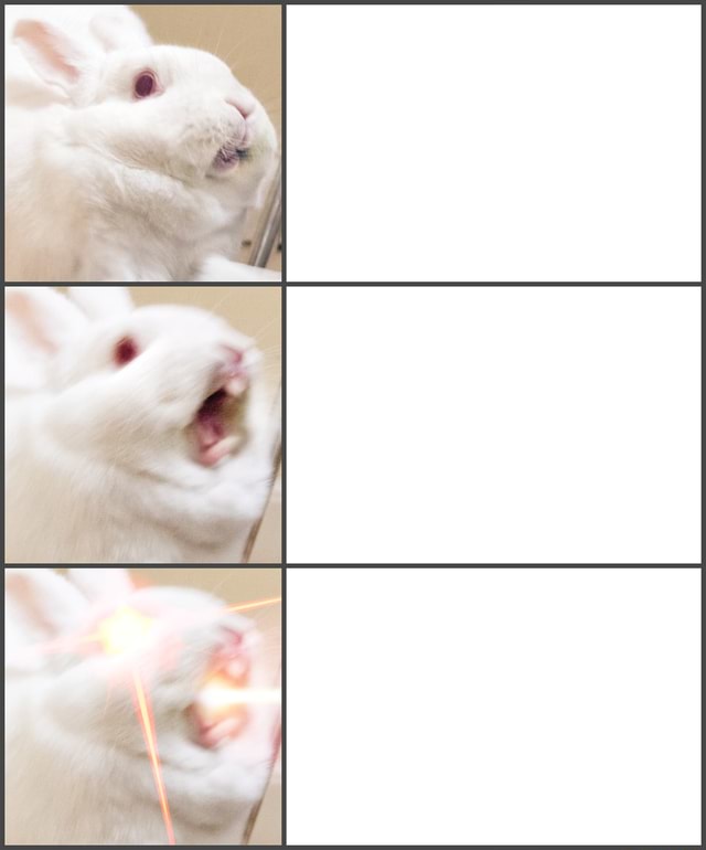 Use this meme template to share facts about rabbits. - iFunny