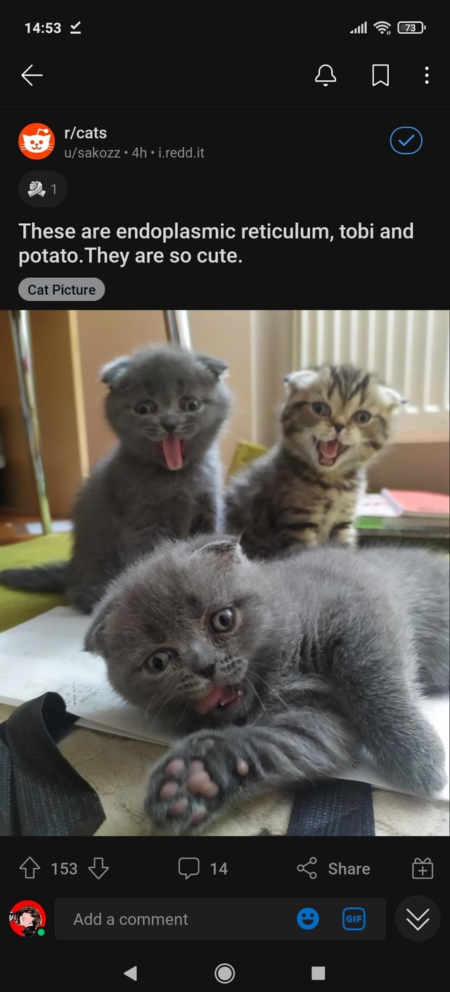 I.redd.it These are endoplasmic reticulum, tobi and potato. They are so cute. Cat Picture 153 14 ...