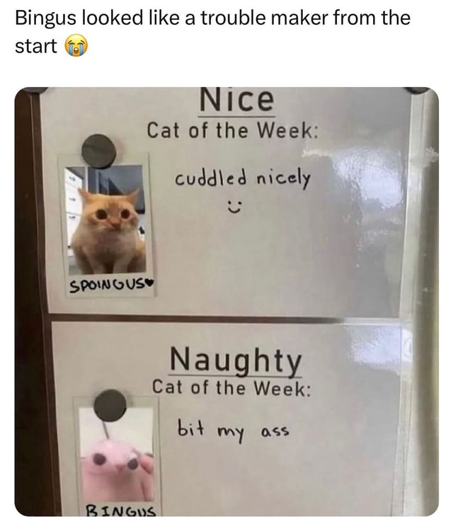 Who tf names their cat Spingus and Bingus memes explore funny wholesome ...