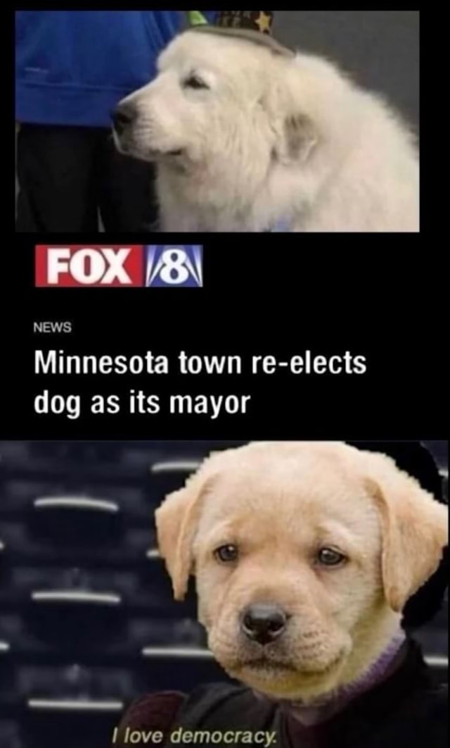 FOX /8\ NEWS Minnesota town re-elects dog as its mayor love democracy ...