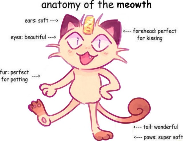 Anatomy of the meowth ears: soft forehead: perfect eyes: beautiful for ...