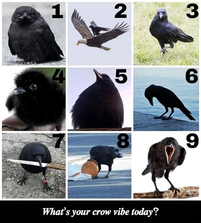 What's your crow vibe today? - 𝑾𝒉𝒂𝒕’𝒔 𝒚𝒐𝒖𝒓 𝒄𝒓𝒐𝒘 𝒗𝒊𝒃𝒆 𝒕𝒐𝒅𝒂𝒚? - iFunny
