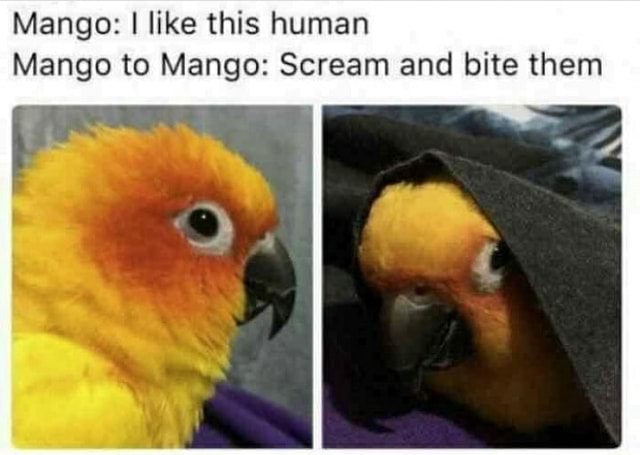Mango: I like this human Mango to Mango: Scream and bite them - iFunny
