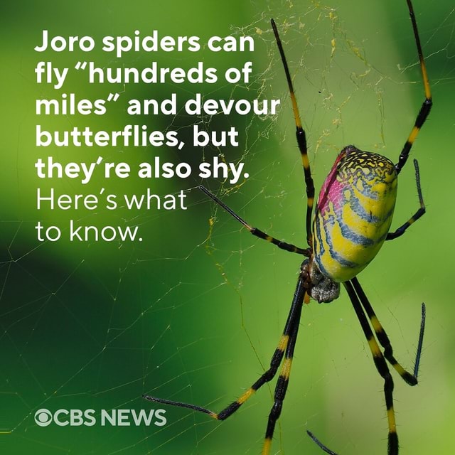 You May Have Heard About Some Notsoitsybitsy Venomous Flying Spiders That Can Soar With The