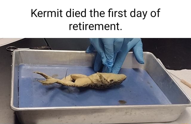 Kermit died the first day of retirement. - iFunny