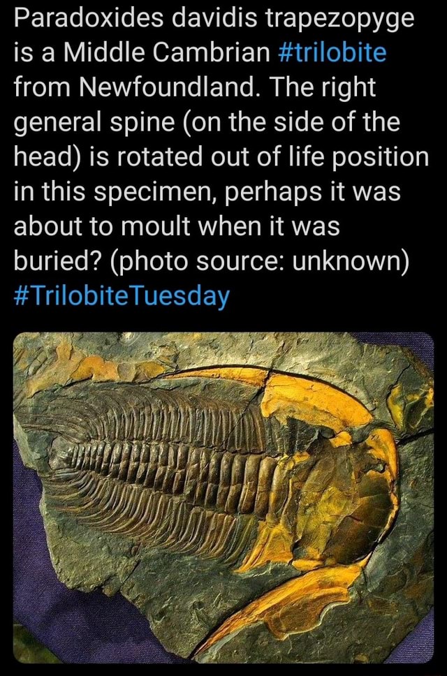 Paradoxides davidis trapezopyge is a Middle Cambrian #trilobite from ...