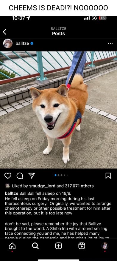 CHEEMS IS DEAD!?! NOOOOOO all BALLTZE