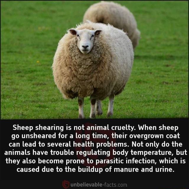 Sheep shearing is not animal cruelty. When sheep go unsheared for a ...