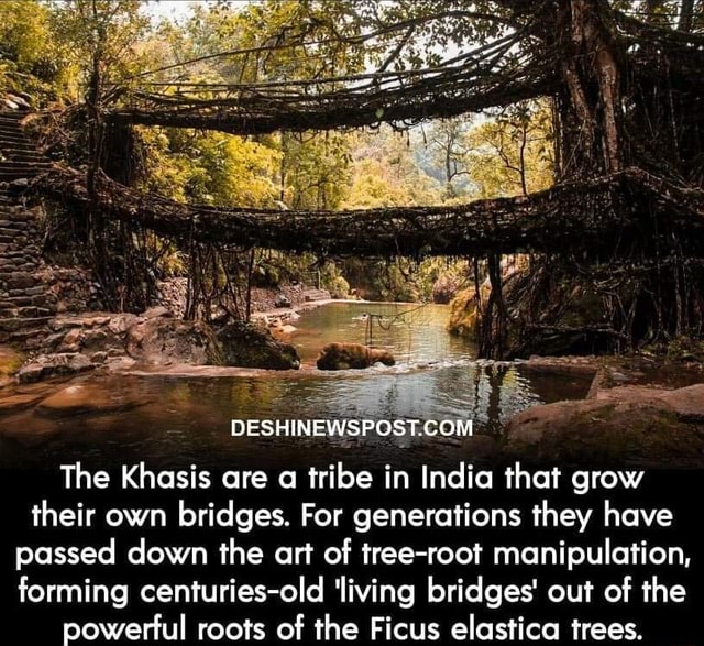 The Khasis are a tribe in India that grow their own bridges. For ...