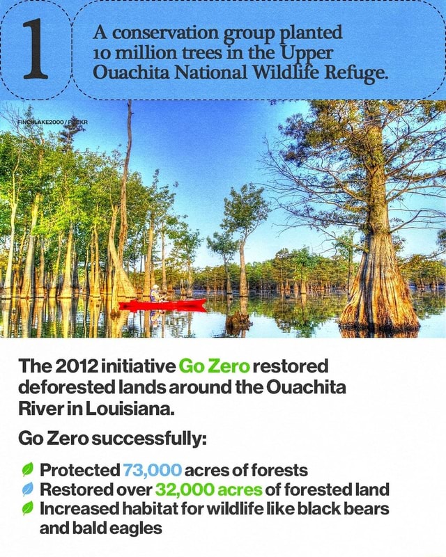 A conservation group planted 10 million trees in the Quachita National ...