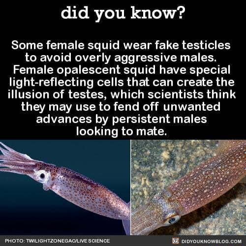 Did you know? Some female squid wear fake testicles to avoid overly ...