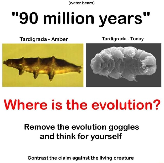 (water bears) "90 million years" Tardigrada - Amber Tardigrada - Today ...