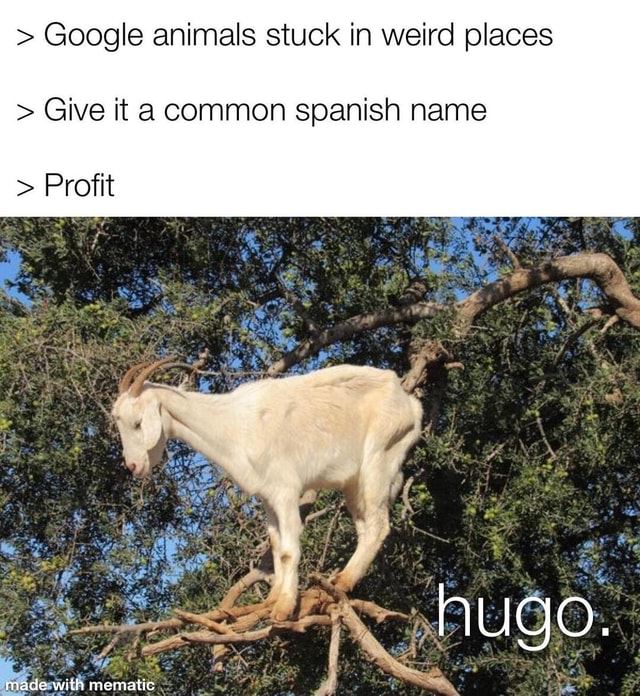 Google Animals Stuck In Weird Places Give It A Common Spanish Name google-animals-stuck-in-weird-places-give-it-a-common-spanish-name