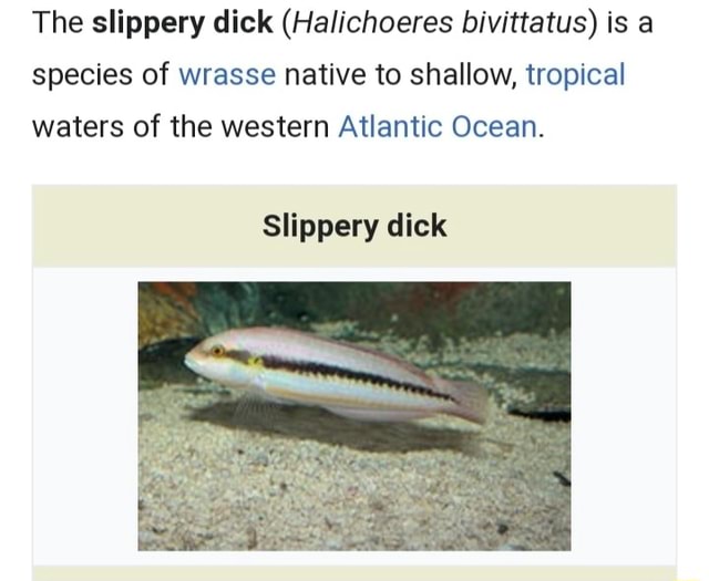 The slippery dick (Halichoeres bivittatus) is species of wrasse native ...