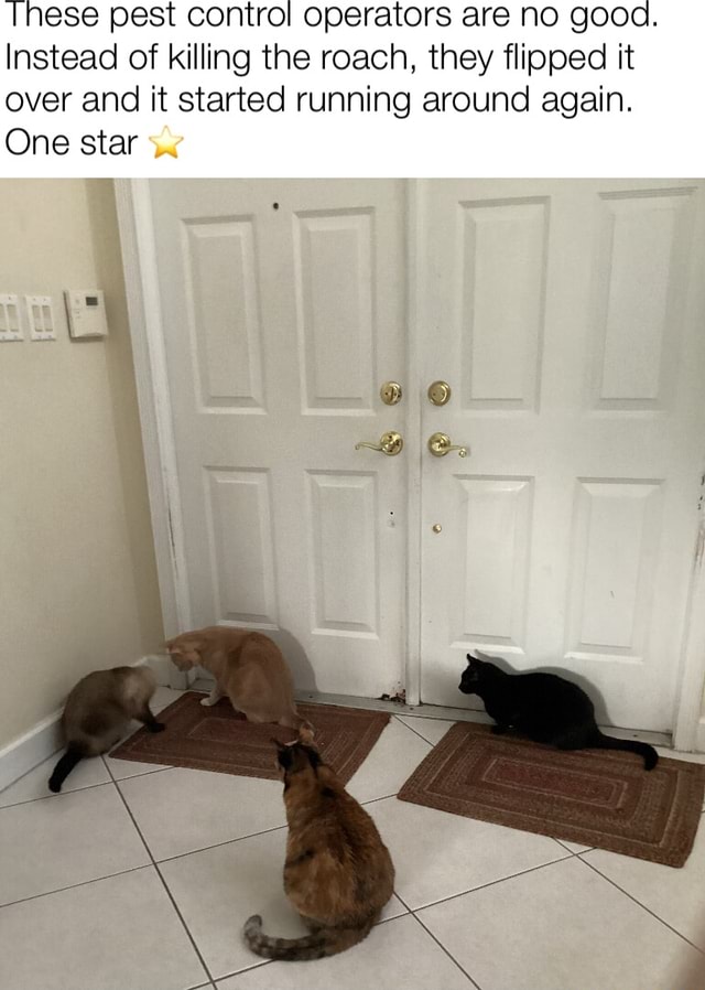 Ese pest control operators are no good. Instead of killing the roach ...