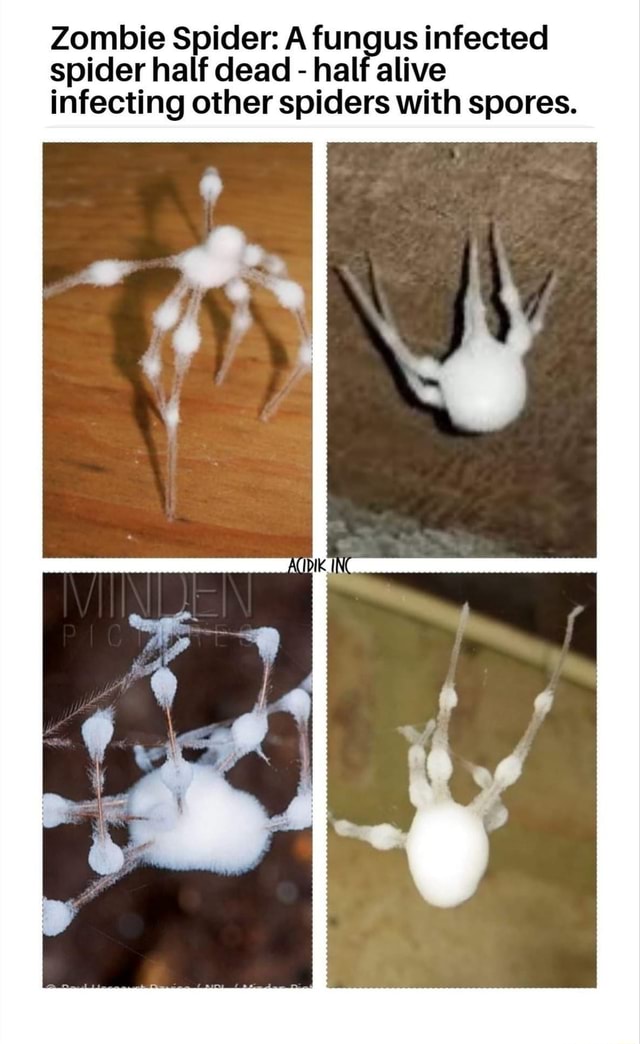 Zombie Spider: A fun us infected spider half dead - hal alive infecting ...