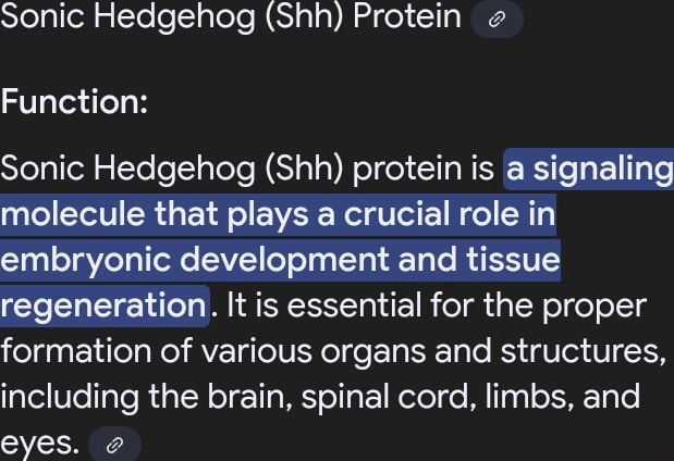 Sonic Hedgehog (Shh) Protein Function: Sonic Hedgehog (Shh) protein is ...