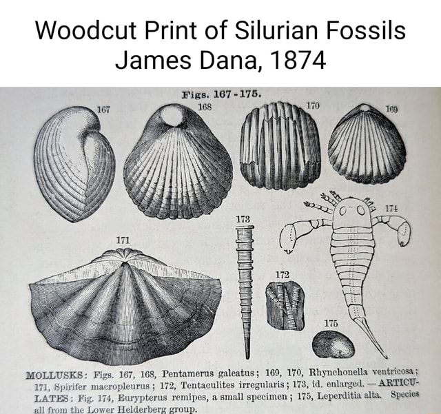 Woodcut Print of Silurian Fossils James Dana, 1874 Figs. 167-175. 168 ...