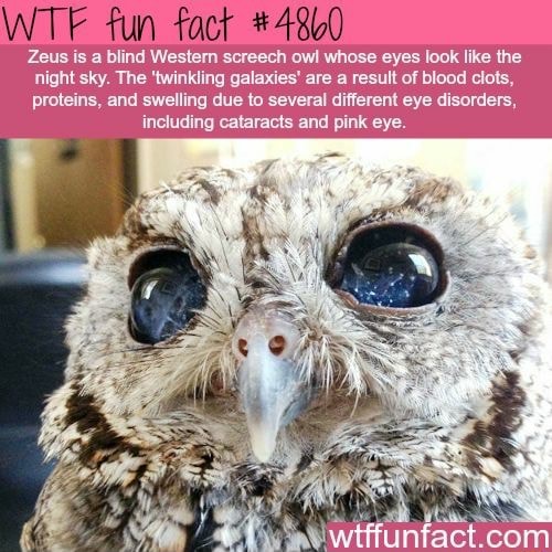 Zeus is a blind Western screech owl whose eyes look like the night sky ...