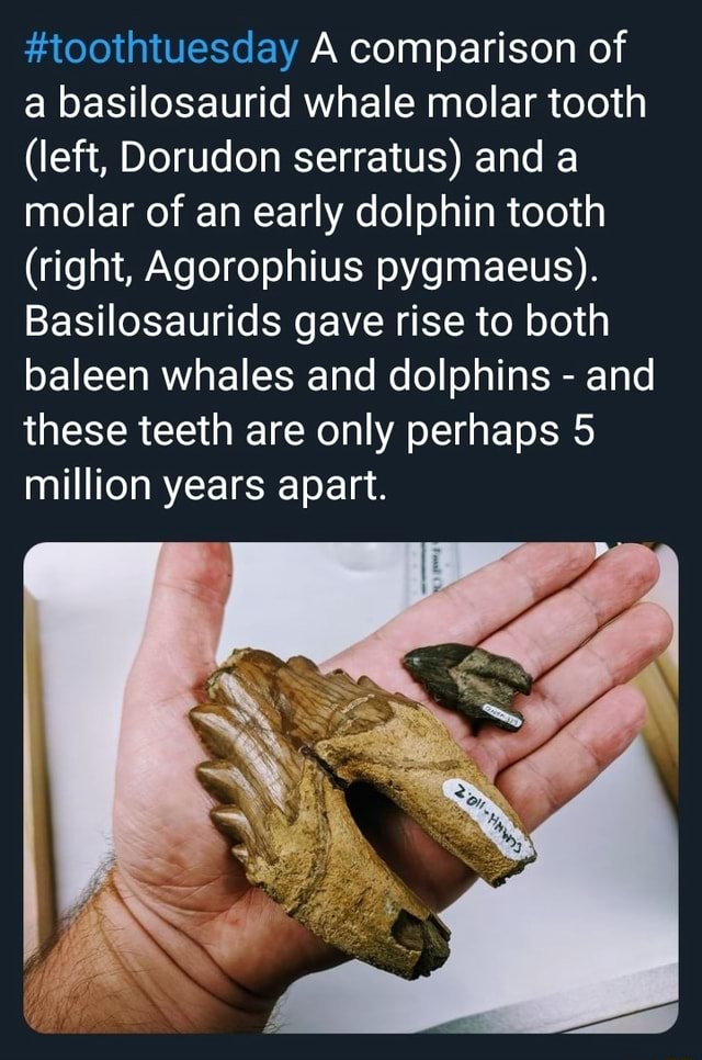 #toothtuesday A comparison of a basilosaurid whale molar tooth (left ...